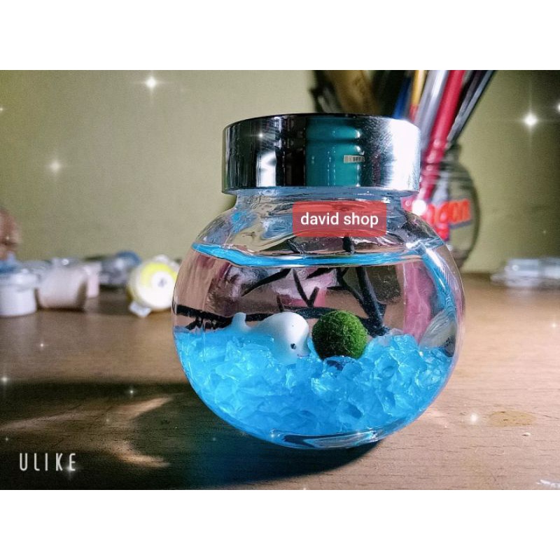 combo lọ tròn marimo phụ kiện trang trí | Shopee Việt Nam