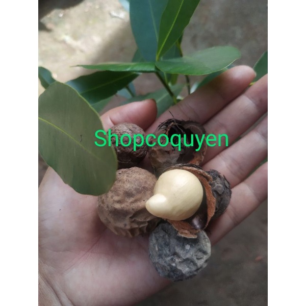 trái mù u già 1kg | Shopee Việt Nam
