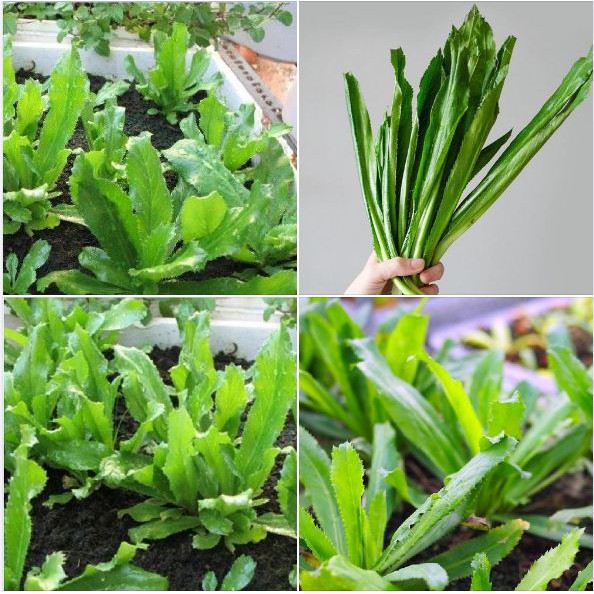 Hạt giống rai Mùi tàu (ngò gai 1 gói 2gr ) | Shopee Việt Nam