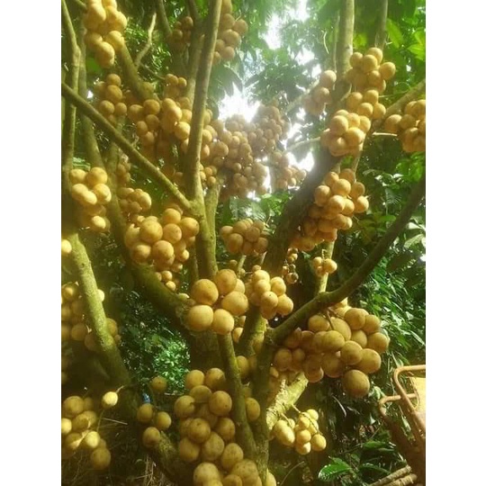 CÂY GIỐNG BÒN BON | Shopee Việt Nam
