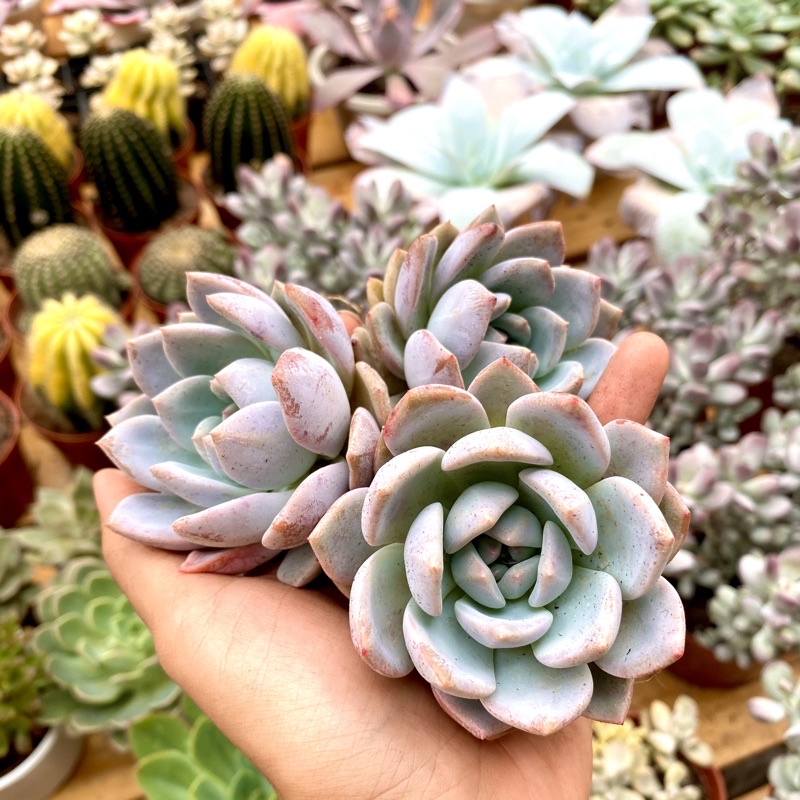 (Hình thật) Sen đá monroe lai | Shopee Việt Nam