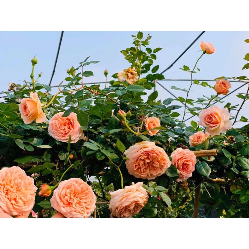 Cây Hoa hồng Abraham Darby Rose ( Cao 50cm trở lên) | Shopee Việt Nam