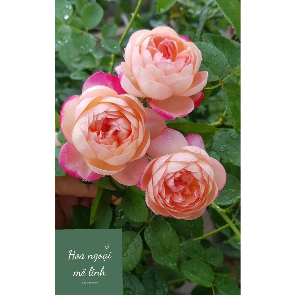 Hoa hồng ngoại The Lantern of God chiếc lồng đèn cực phẩm ...