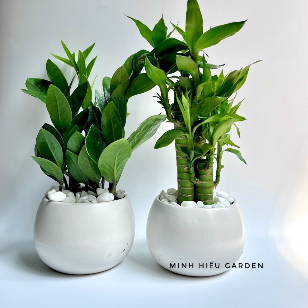 Combo phát tài kim tiền để bàn dễ chăm sóc | Shopee Việt Nam