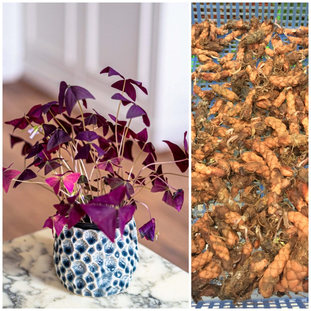 Củ cây hoa bướm đêm (Oxalis Triangularis) | Shopee Việt Nam