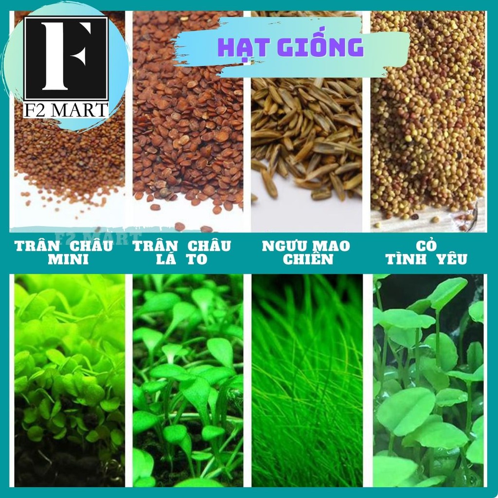 Hạt Giống Cây Thuỷ Sinh Trân Châu Mini-Trân Châu Lá To-Ngưu Mao Chiên ...