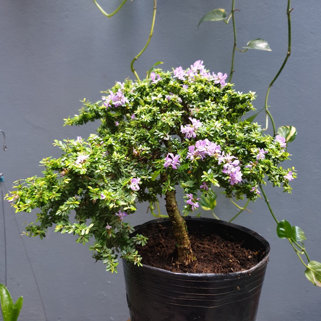 Linh sam hạt gạo size trung (size 2) | Shopee Việt Nam