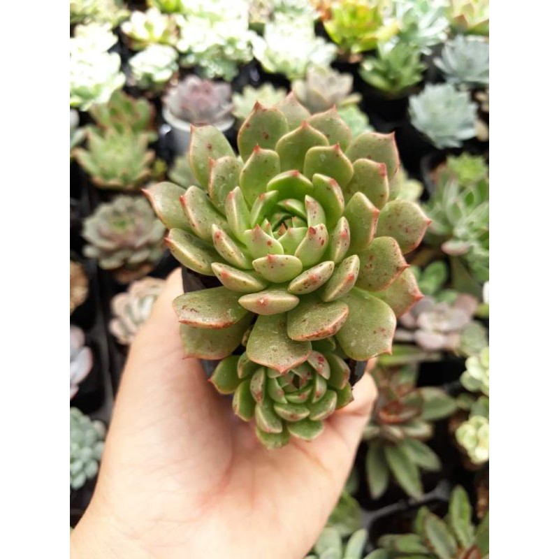 sen đá ruby xanh | Shopee Việt Nam