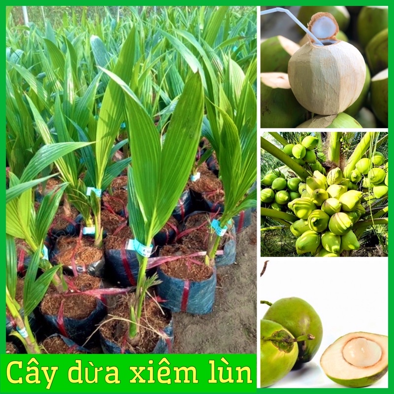 Cây giống dừa xiêm lùn Bến Tre siêu trái nước ngọt ( ảnh thât) | Shopee ...