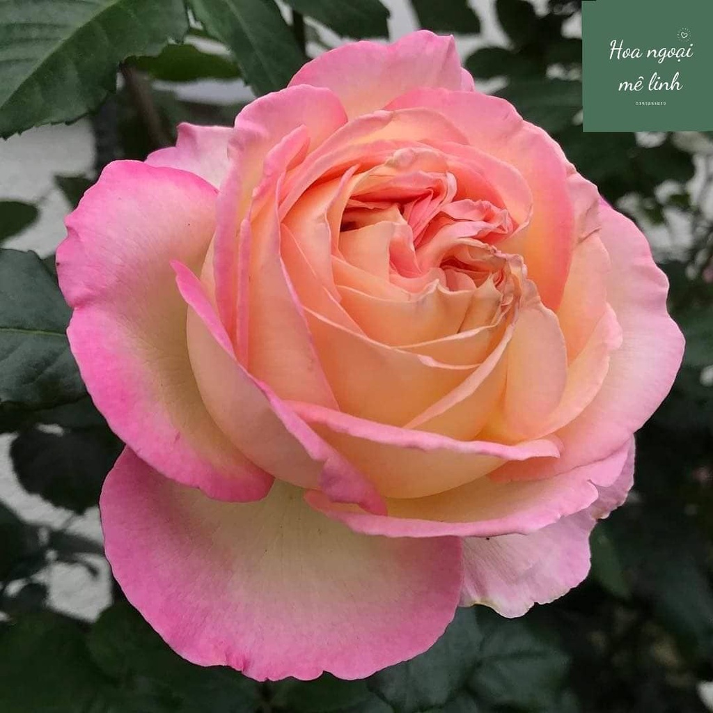 Siêu Phẩm Hoa hồng ngoại Aube Rose -HoaNgoaiMeLinh | Shopee Việt Nam