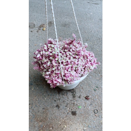 Thài Lài Hồng (Pink Lady) | Shopee Việt Nam