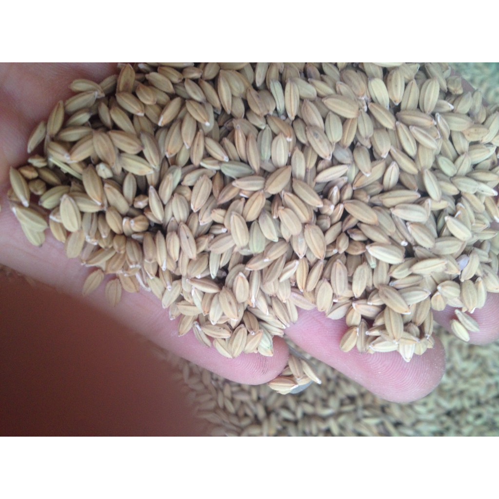 lúa tiêu ruột đỏ 1kg cho chim cu gáy | Shopee Việt Nam