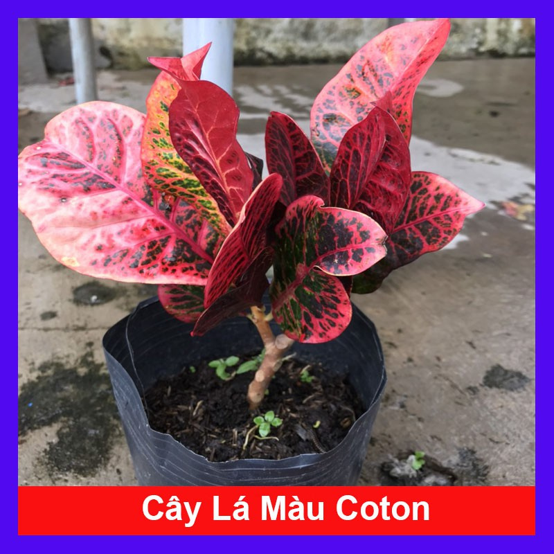 caykiengsadec - Cây Lá Màu Cotton - Cây cảnh để bàn | Shopee Việt Nam