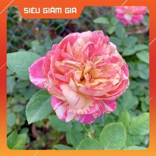 Mixi shop - Giá Tốt, Miễn Phí Vận Chuyển, Đủ Loại | Shopee Việt Nam