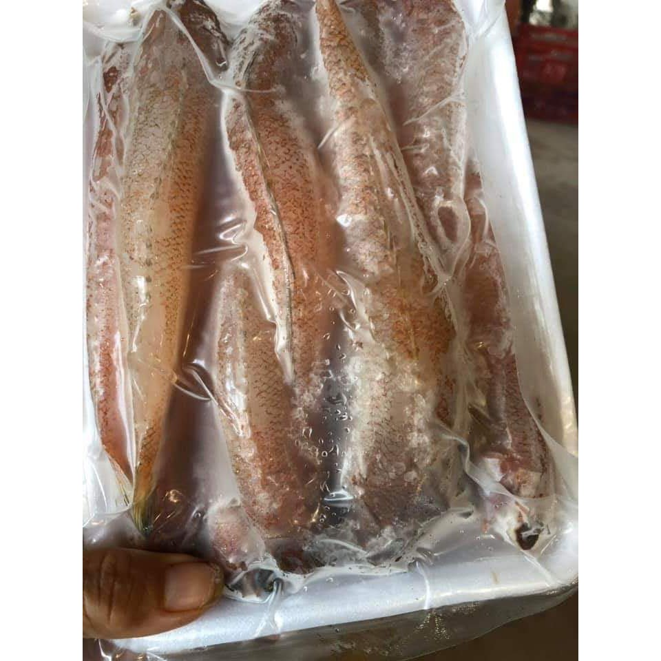Cá mối 1 nắng (Cá bống biển) | Shopee Việt Nam