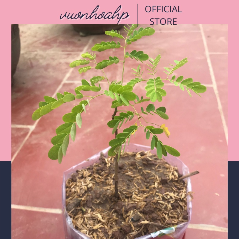 Cây me chua đất giống bầu đất không chậu, cao trên 15cm | Shopee Việt Nam