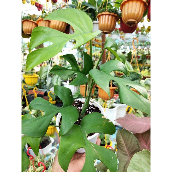 Mini Monstera China (Mini Monstera Phaphidora tetrasperma) | Shopee ...