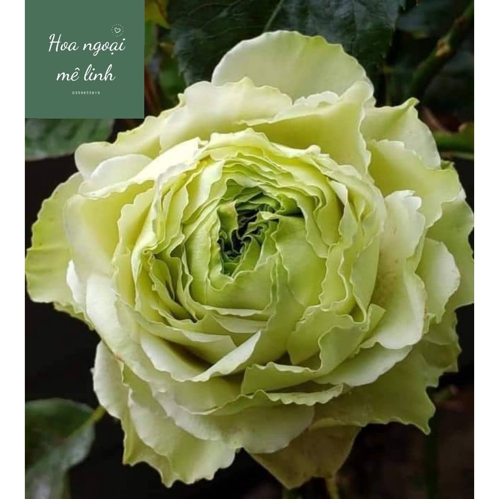 Hoa hồng Pháp Green Romantica hương thơm cuốn hút form hoa chanh xả ...