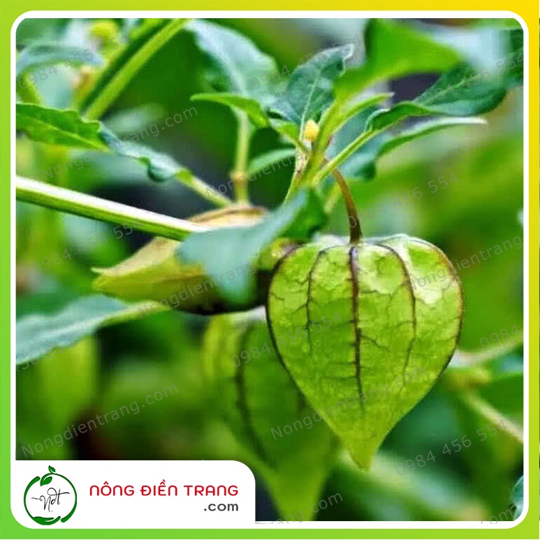 Hạt Giống Tầm Bóp ( Thù Lù Nam Mỹ) Phú Nông - Gói 100mg - Sinh Trưởng Khỏe, Năng Suất Cao VTNN ...