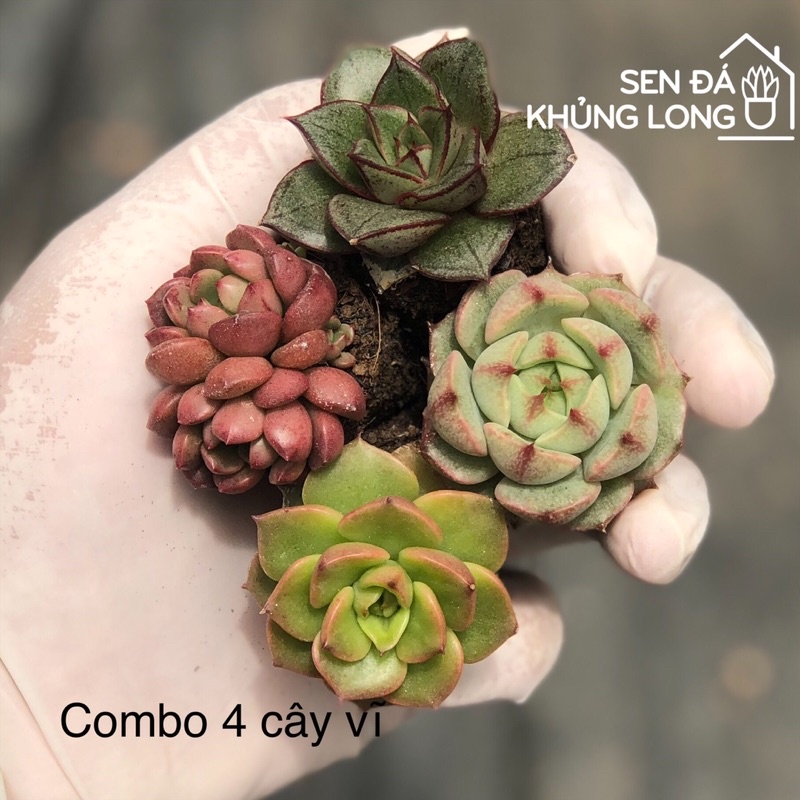 Sen đá size mini, sen vỉ | Shopee Việt Nam