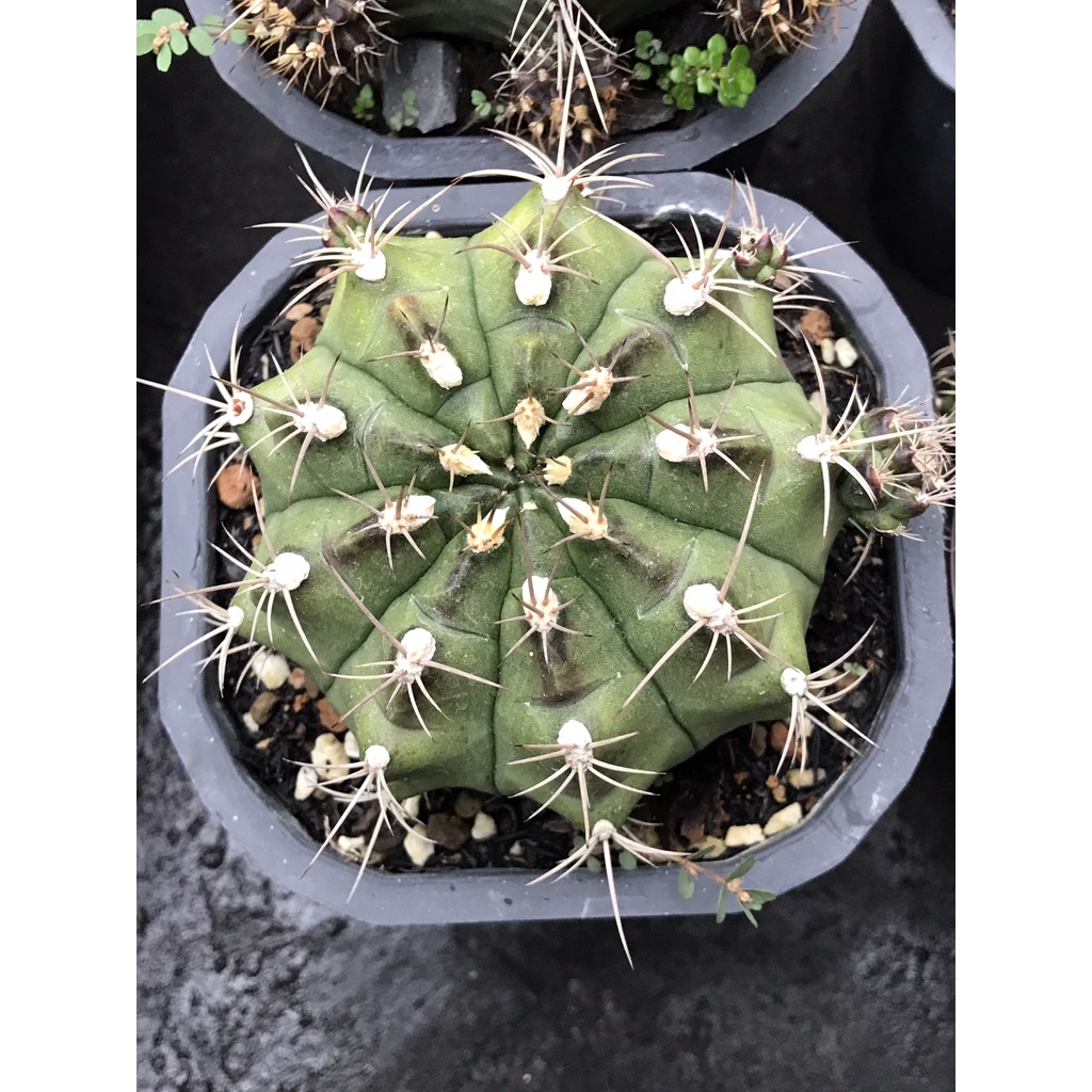 Xương rồng Gymno vân | Shopee Việt Nam