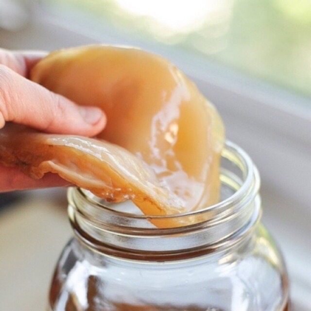 Con men làm trà bất tử ( Scoby) / kombucha | Shopee Việt Nam