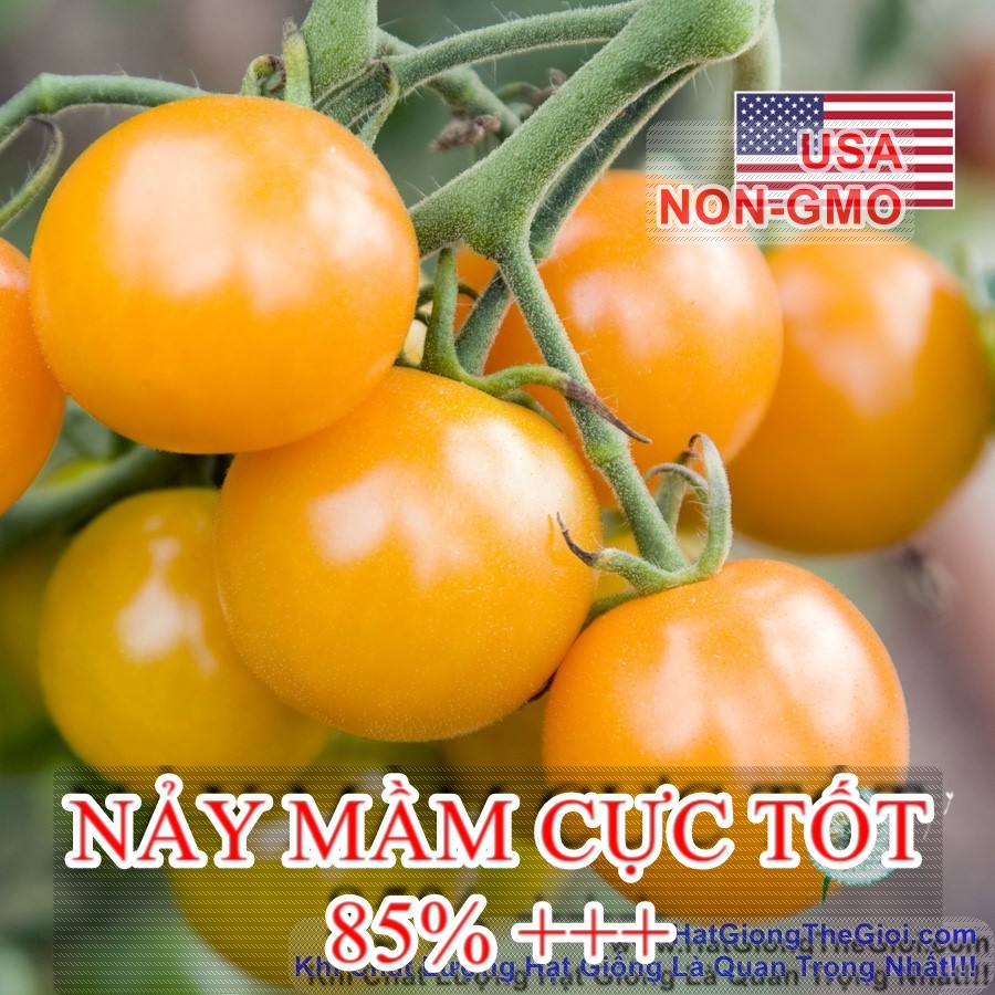 25 HẠT Hạt Giống Cà Chua Siêu Ngon Ngọt SunGold (KL| C3) | Shopee Việt Nam