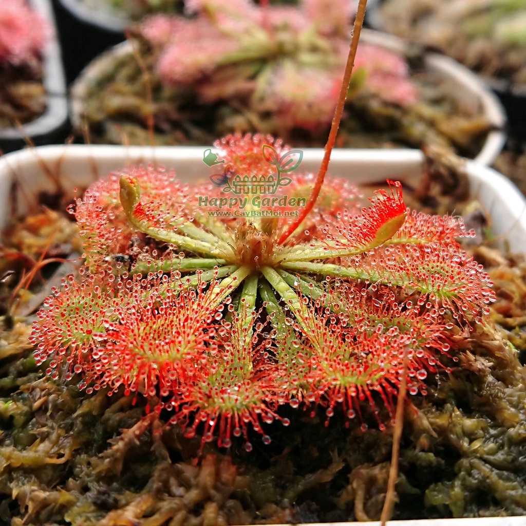 Cây gọng vó Drosera Tokainensis bắt mồi bằng keo dính | Shopee Việt Nam