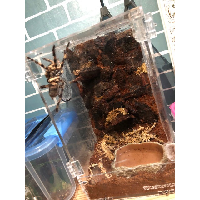 Hộp nuôi nhện cao cấp 15-15-25 nắp mở trước (tank tarantula) | Shopee ...
