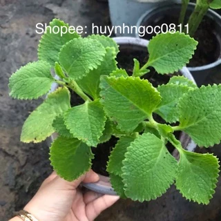 rau tần dày lá giá tốt Tháng 11, 2024 | Mua ngay | Shopee Việt Nam