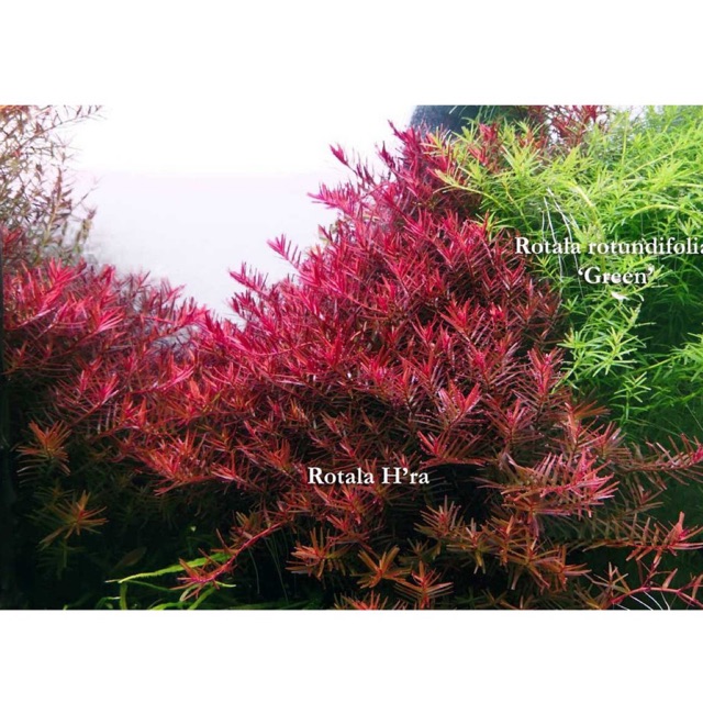 Rotala H'ra - ROTALA GIA LAI Việt Nam ( 15 nhánh) (cạn) | Shopee Việt Nam