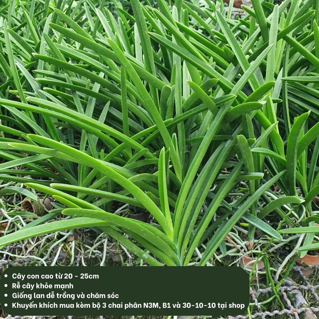 Combo 5 Cây Con Lan Vanda Nắng - Vanda Lá Kim [Siêng Hoa] | Shopee Việt Nam