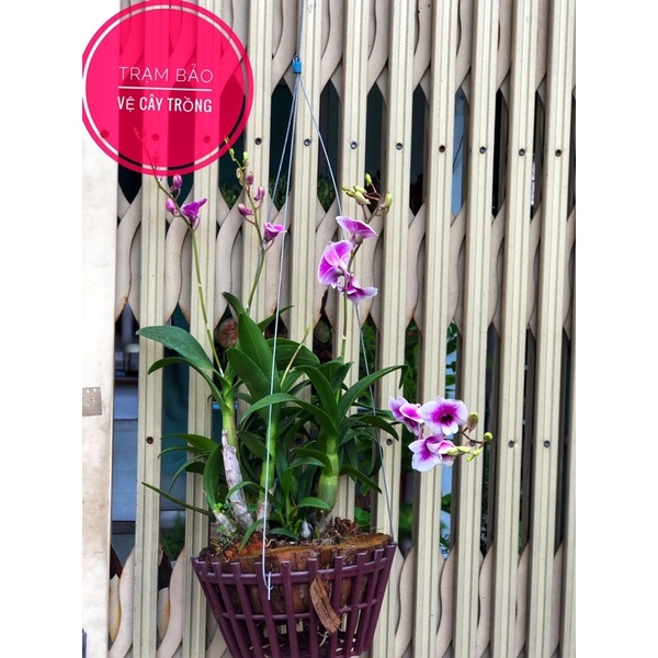 Lan Denro Yaya mini, Denro nắng, chậu đang nhiều nụ, nhiều cành hoa đẹp ...