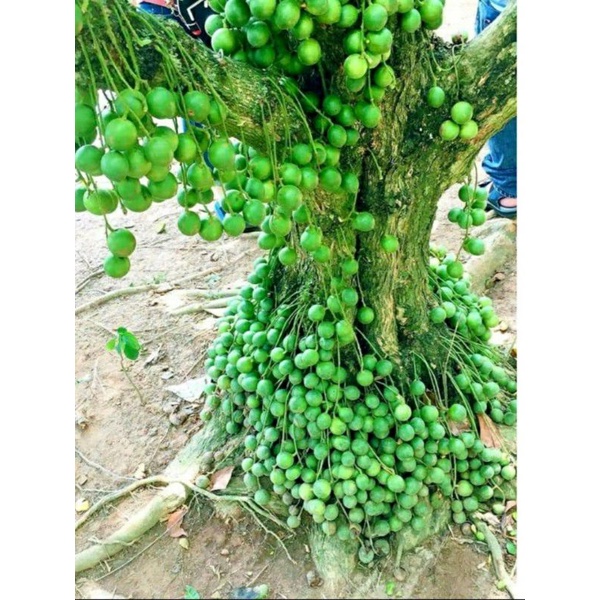 DÂU DA XANH(DÂU XANH GIA BẢO)CÂY GHÉP 2 NĂM CHO TRÁI | Shopee Việt Nam