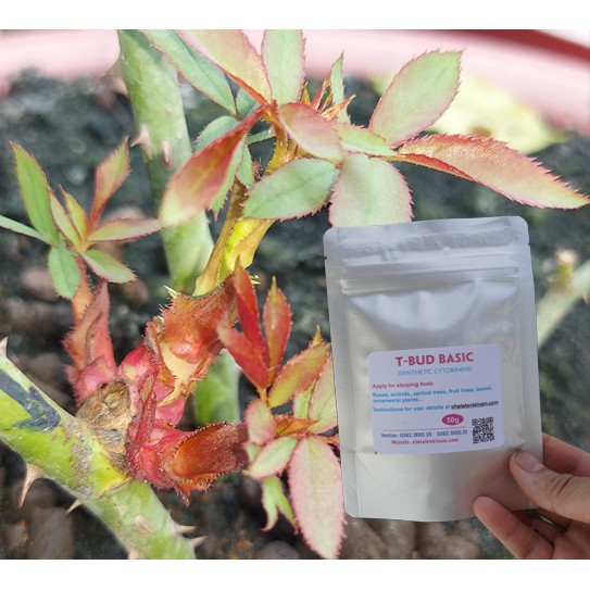T-BUD BASIC cytokinin synthetic (Hóa chất cơ bản kích chồi cây) gói 25g ...