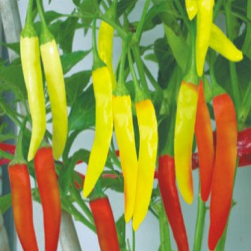 Hạt giống ớt sừng vàng | Shopee Việt Nam