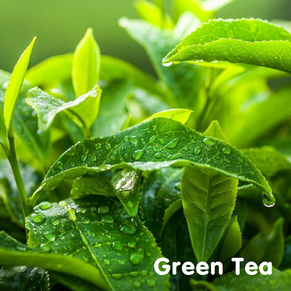 (Absolute) Tinh dầu Trà xanh tuyệt đối Green Tea Essential Oil | Shopee ...