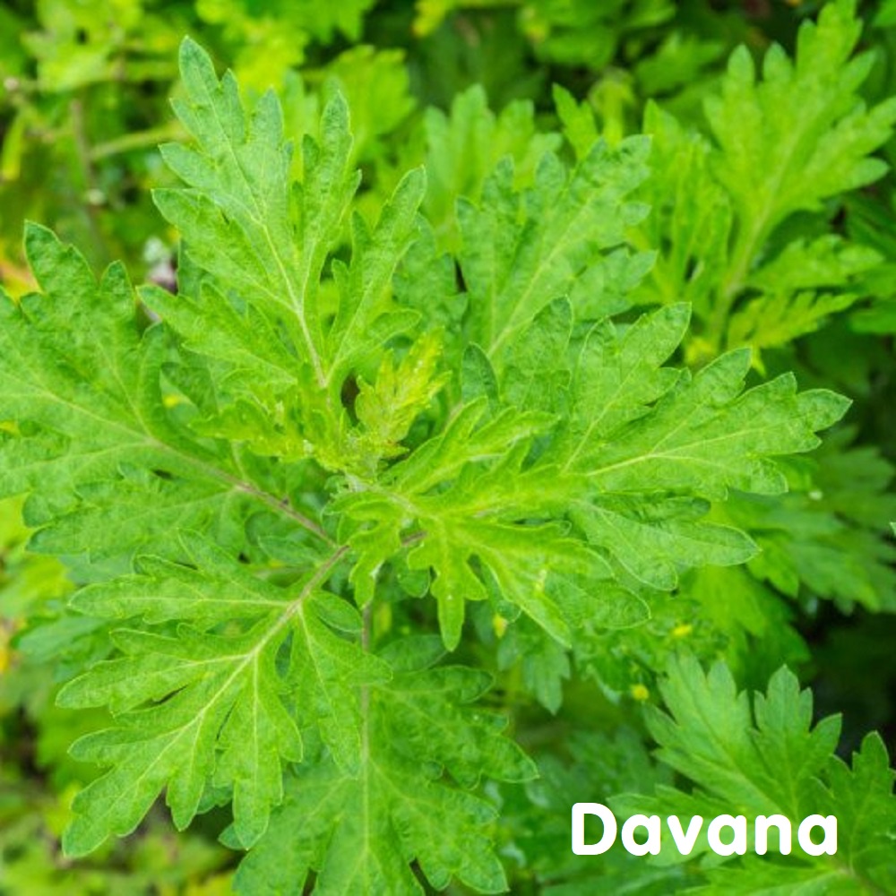Tinh dầu Davana Essential Oil (Dhavanam) | Shopee Việt Nam