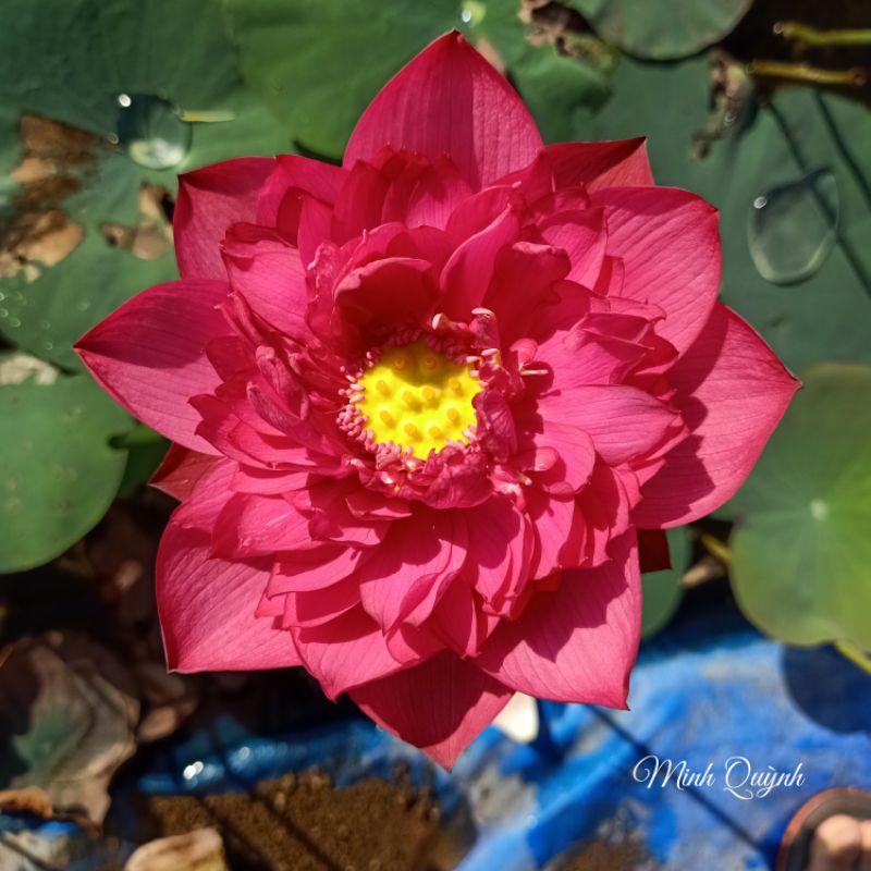 Củ sen New Lanceolate (Nhụy đỏ, phom hoa to) | Shopee Việt Nam