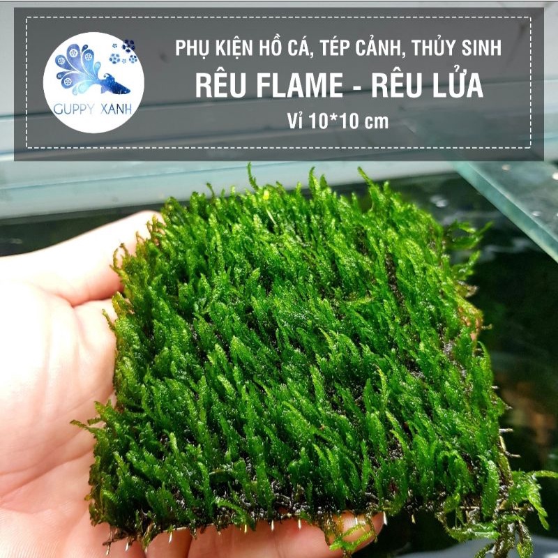 Rêu mini taiwan, up fiss, flame, wepping lá nước. Các dòng rêu dán lũa ...