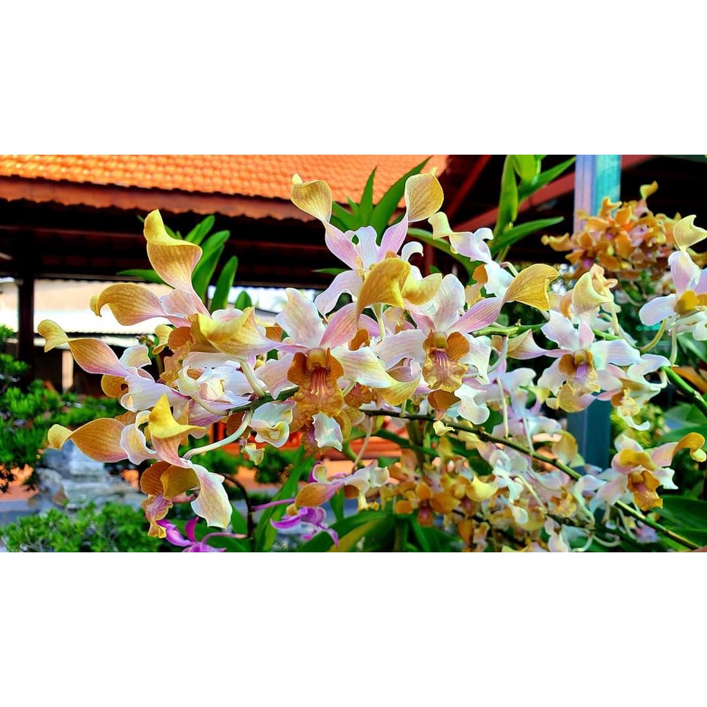 DENRO NẮNG BÒ 7 MÀU GỬI NGUYÊN CHẬU PHI 12 | Shopee Việt Nam