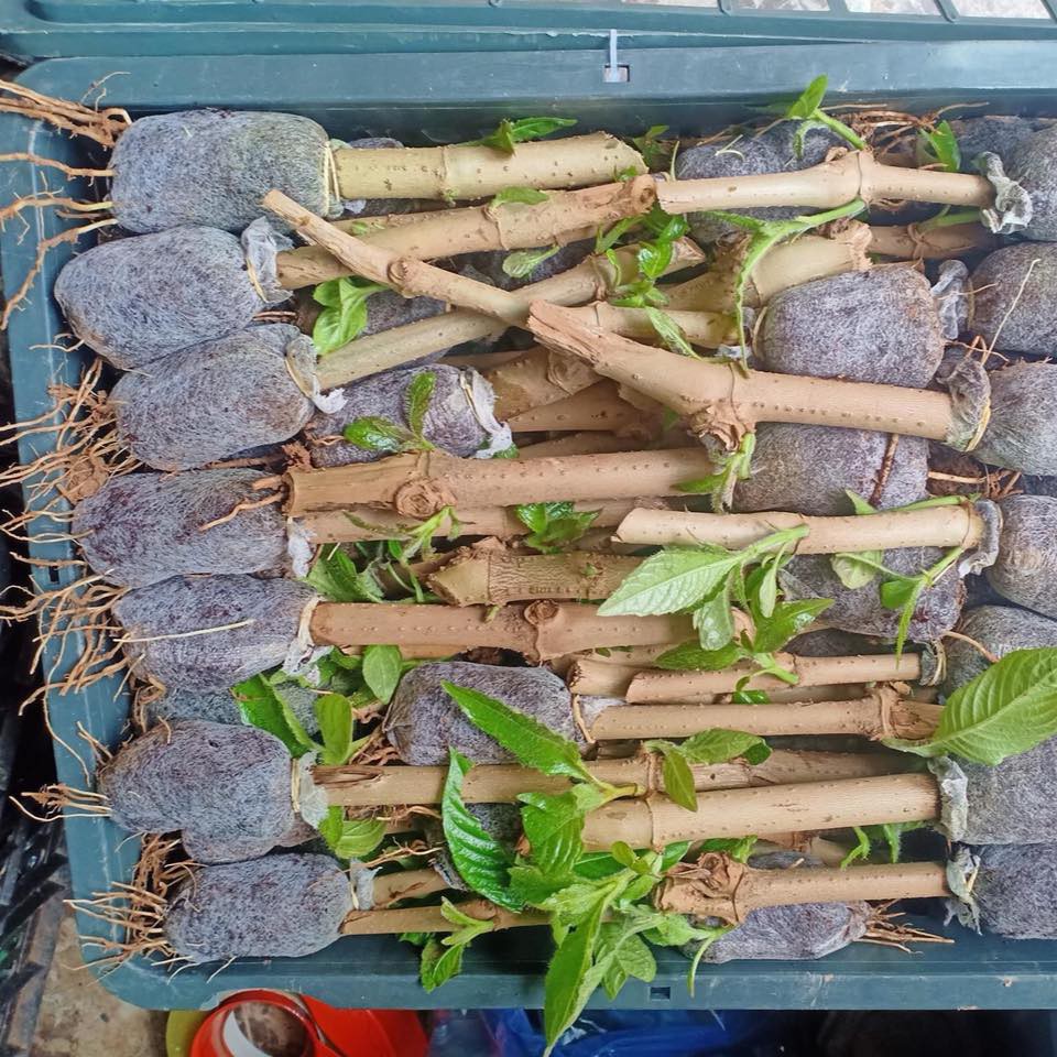 10 cây chè khổng lồ (chè đại) | Shopee Việt Nam