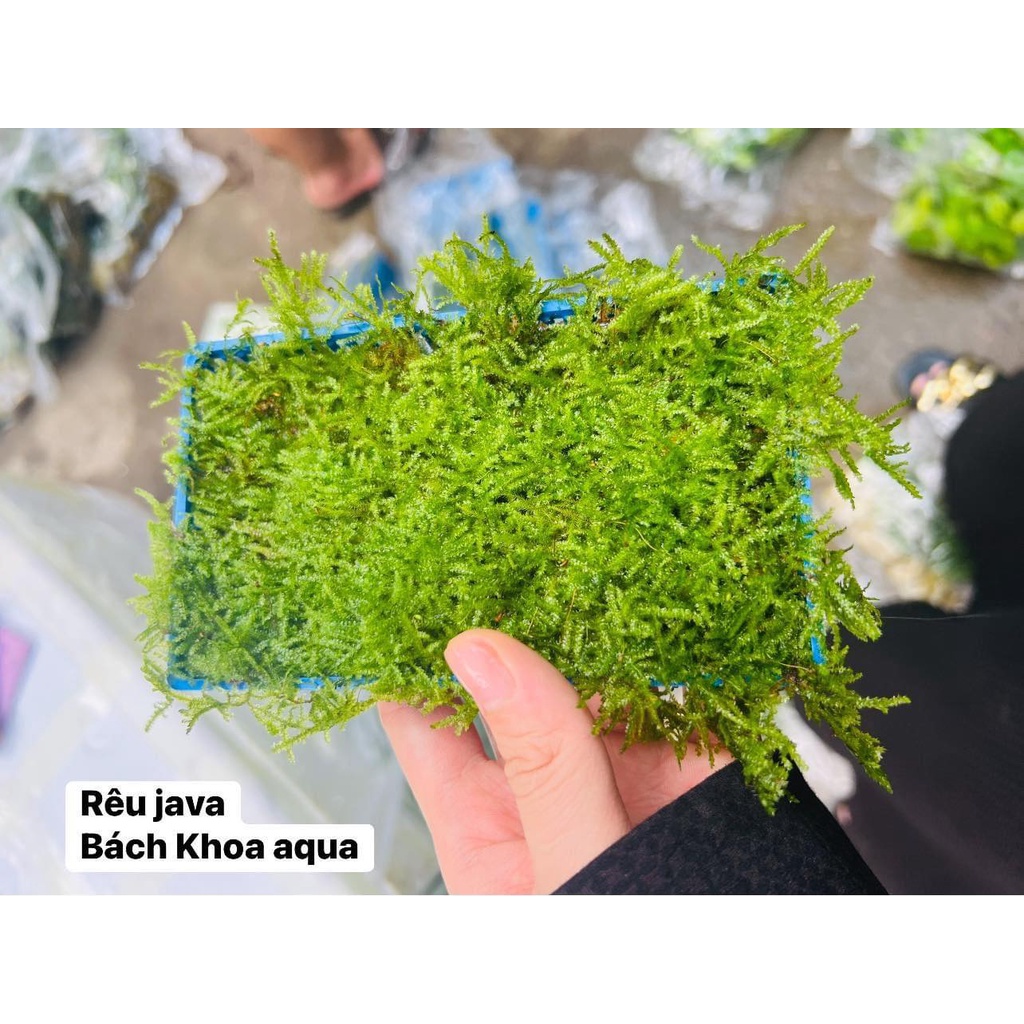 Cây thủy sinh - Rêu Java BKA | Shopee Việt Nam