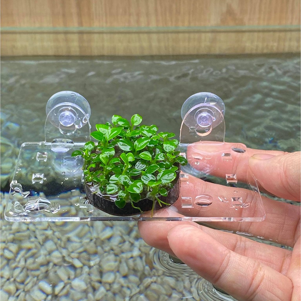 Vỉ Acrylic Trồng Cây Thủy Sinh - Tấm Nâng Acrylic | Giá Thể Ươm Ráy ...