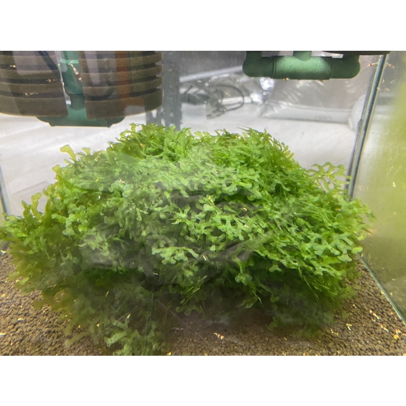 Rêu Pelia Cho Hồ Tép Thuỷ Sinh | Shopee Việt Nam