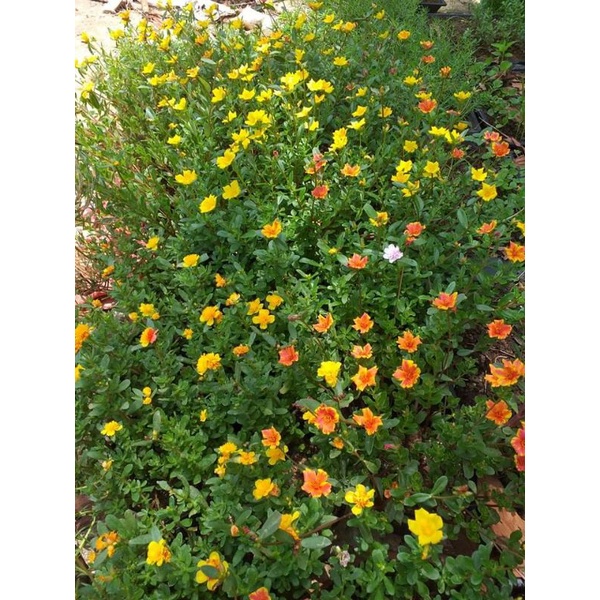 1kg cành hoa sam mix đủ màu sắc đơn và kép | Shopee Việt Nam