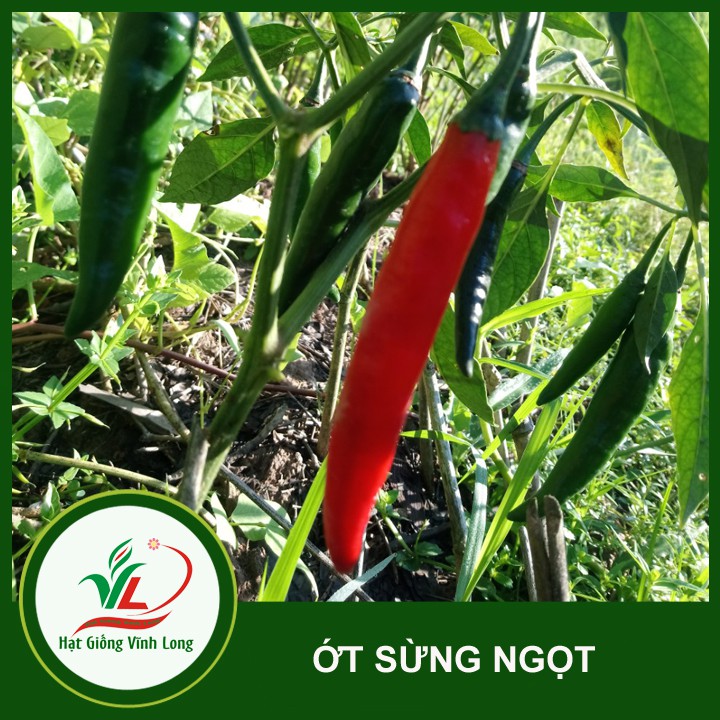 Hạt giống Ớt sừng ngọt (hạt tự thu) - 15 hạt | Shopee Việt Nam
