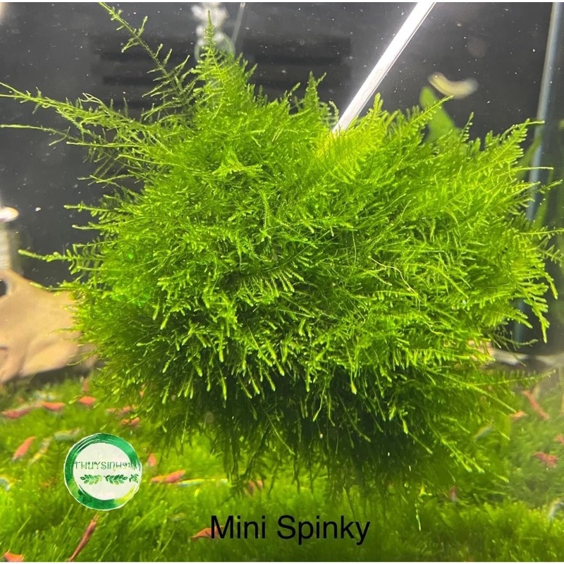 Rêu thuỷ sinh mini taiwan | Pelia | weeping Sin | us fiss | flame ...