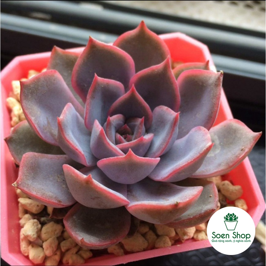 Sen đá LIÊN ĐÀI HỒNG Full Size 2.5-15 Cm, Soen shop sen đá vỉ size mini ...