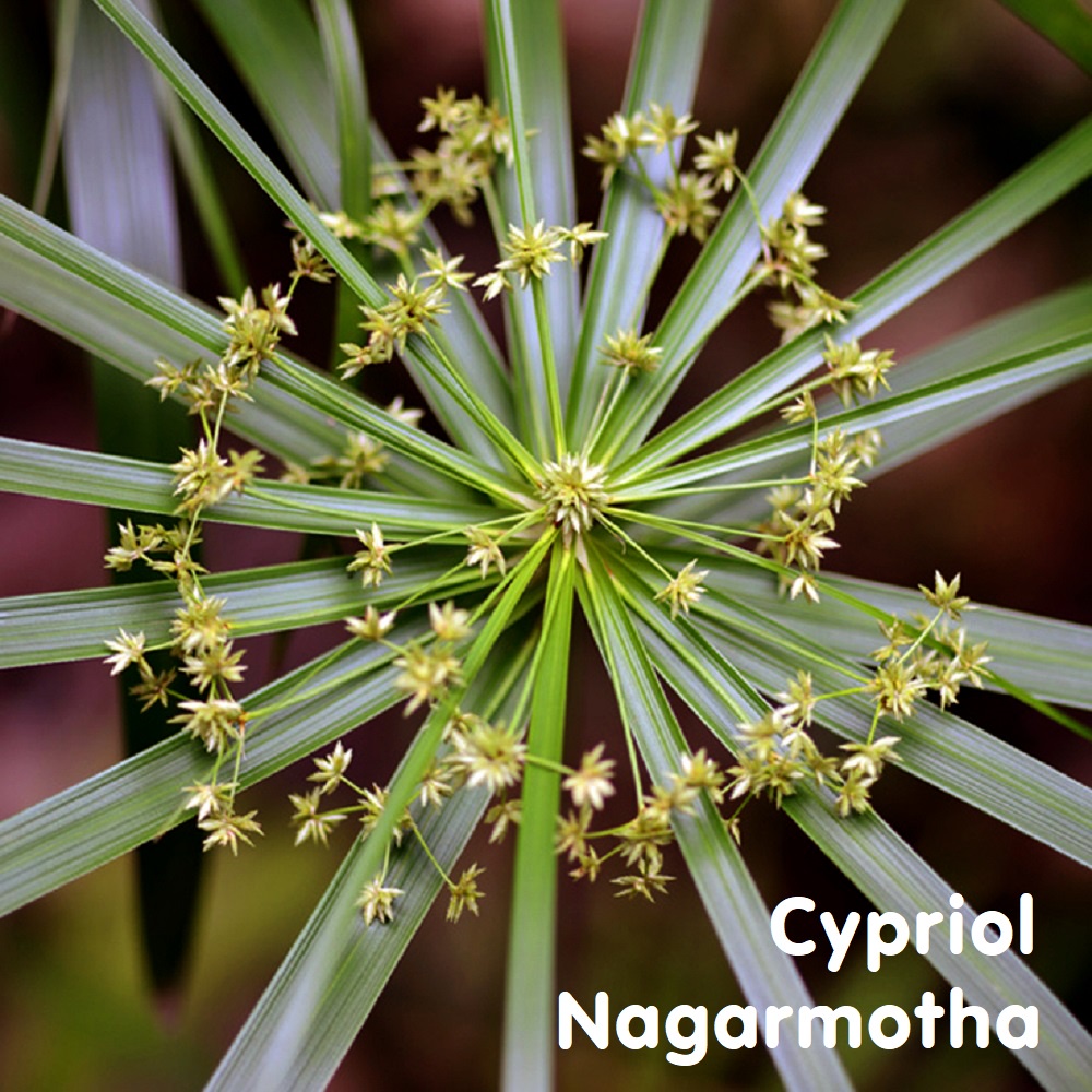 Tinh dầu Hương phụ Cypriol Essential Oil (Nagarmotha) | Shopee Việt Nam